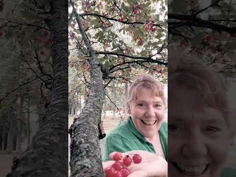 Cherry picking time