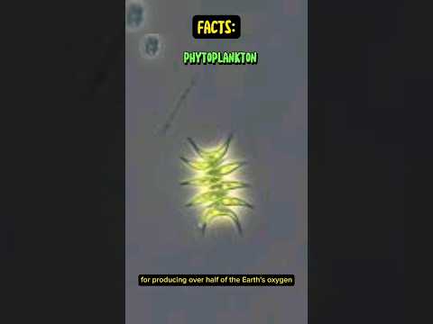 facts about phytoplankton