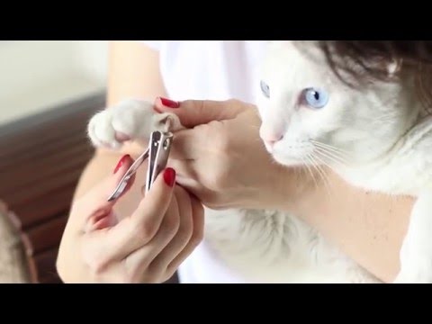 Como cortar unha de gato?
