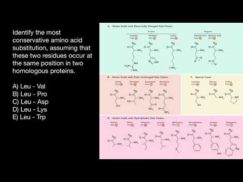 Amino Acid Substitution Rules