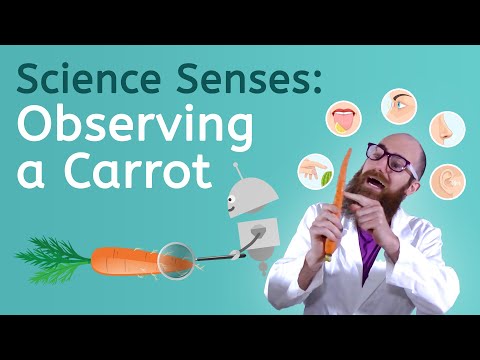 Science Senses: Observing a Carrot - Science for Kids!