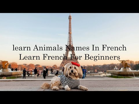 Learn Animals Names In French - Learn French For Beginners