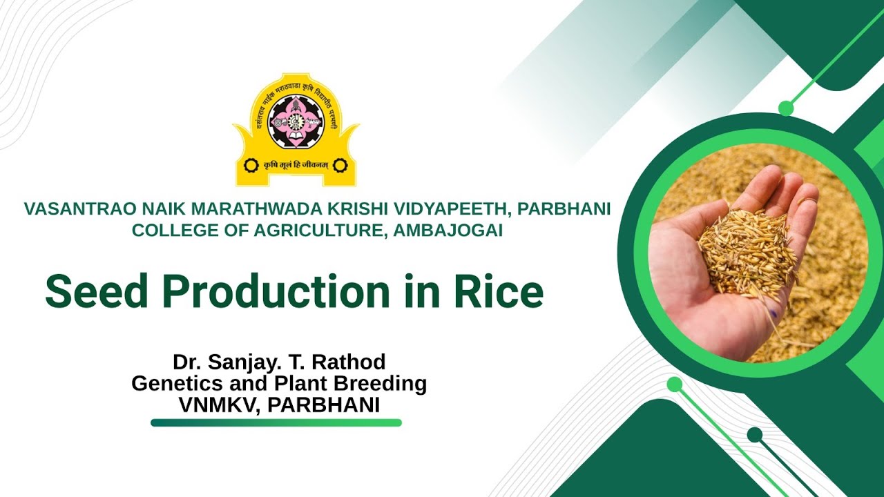 Hybrid Seed Production in Rice (Variety and Hybrid)