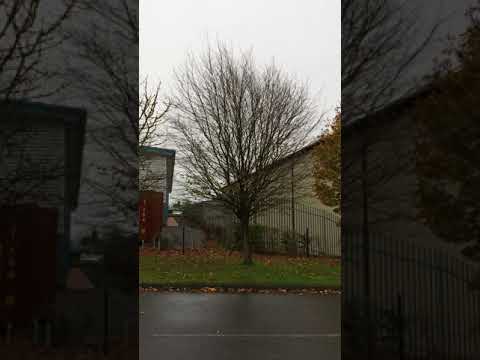 Hornbeam (Carpinus betulus) - tree - November 2017