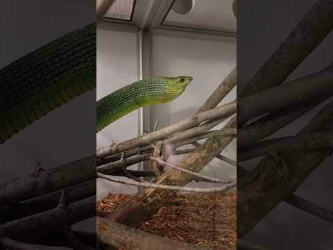 Crazy Boomslang Tries To Kill Me! #boomslang #reptiles #venomous #snakes #attack