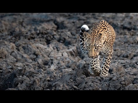 Leopard in Tree & Videography Lesson