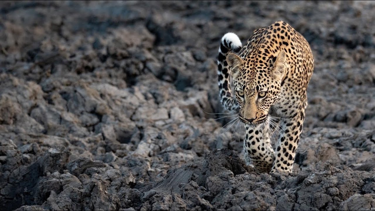 Leopard in Tree & Videography Lesson