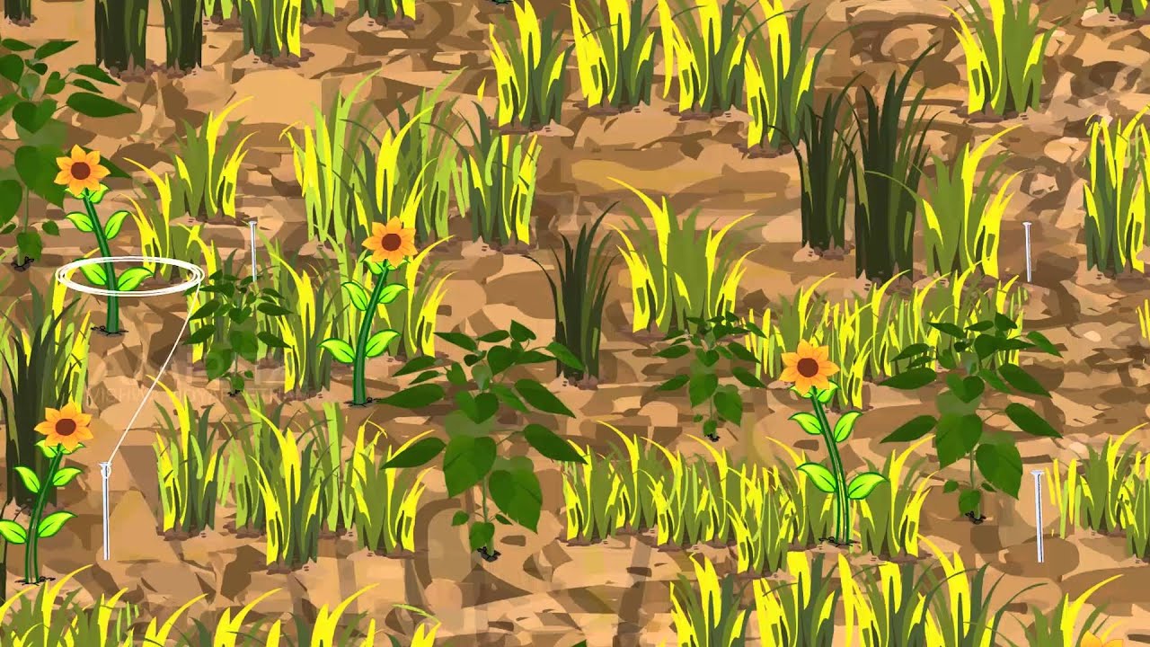 To Study Plant Population Density by Quadrat Method - MeitY OLabs