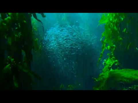 Alpha wave music for relaxation #alphawaves #relaxingmusic #subscribe #like #letgo #share