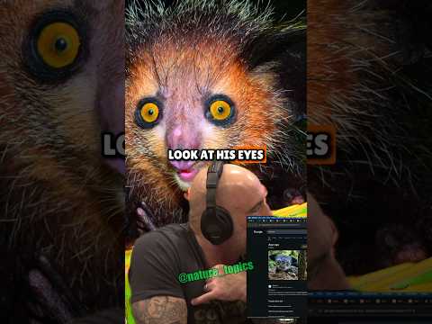 The Aye-Aye: Madagascarās Strangest Lemur | Dan Richards on The Joe Rogan Experience