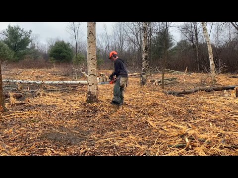 Jason & Hard Working Man Running Chainsaws Dropping Trees for Firewood! Close call on a mishap! #24