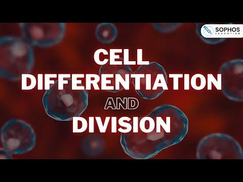 AQA only: Cell Differentiation and Division