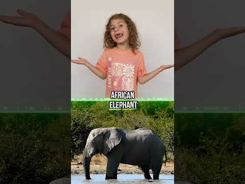 Amazing Animals That Start with A! 🐾