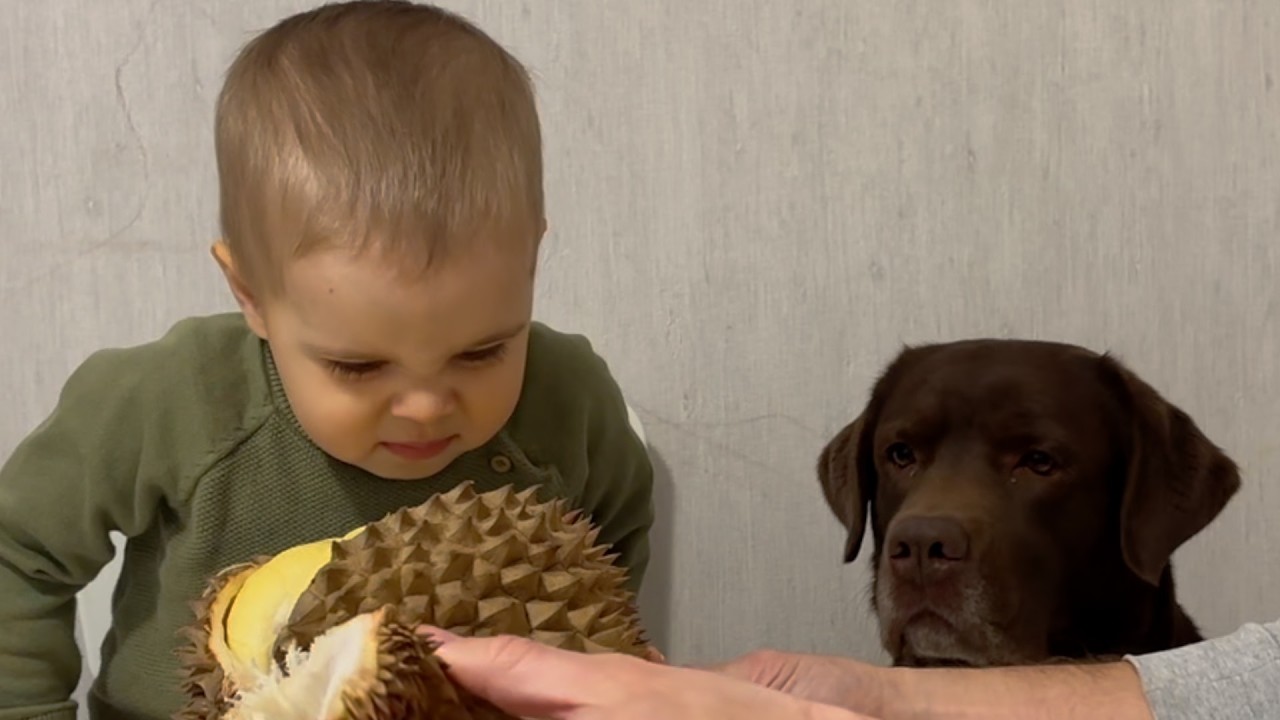 Toddler and His Dog React to Durian Smell! Funniest Moment Ever!