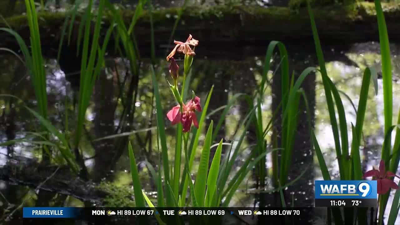 HEART OF LOUISIANA: Louisiana Red Iris