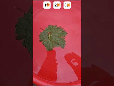 How many leaves can you use to keep a ball afloat?#shorts #challenge