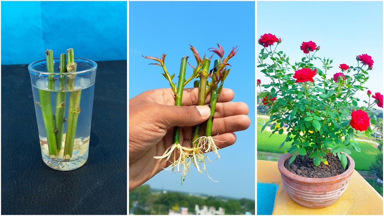 Rose cutting 99% of people have never seen this method!