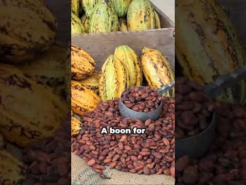 Shocking Effects of Eating Cacao Nibs 😱