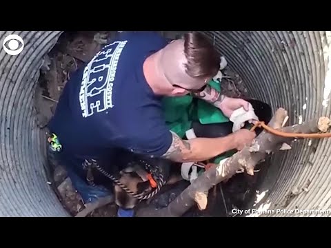 WEB EXTRA: Dog Rescued From 12 Foot Hole In California