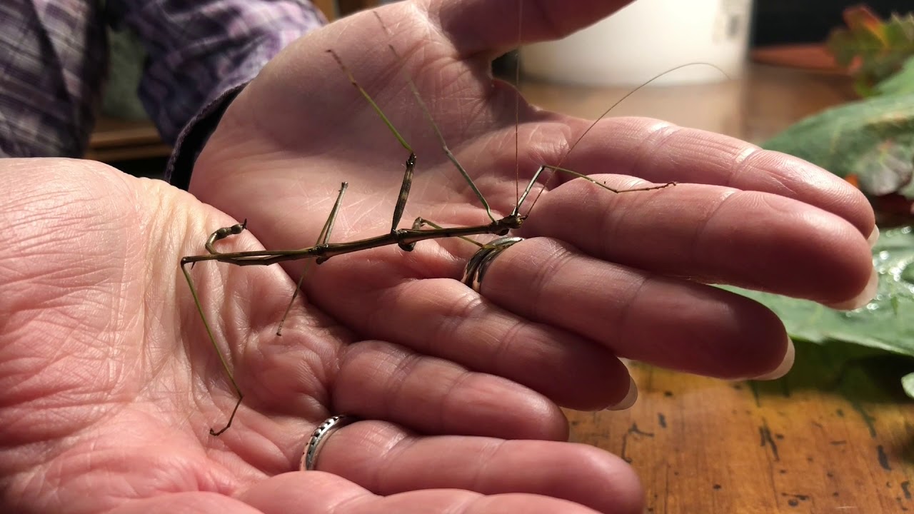 Mondays with Martha #22 - Northern Walkingstick