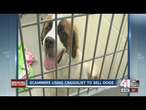 Scammers using Craigslist to sell dogs