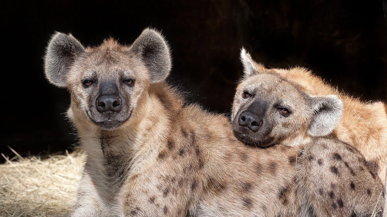 Spotted Hyenas Documentary | Wild Planet