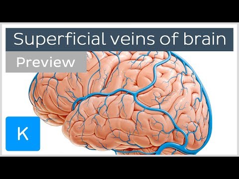 Superficial Veins of the Brain (preview) - Human Anatomy | Kenhub