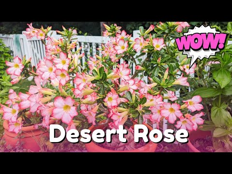 Desert Rose - Adenium Obesum - A WOW Plant! How to Grow and Care For the Desert Rose Plant