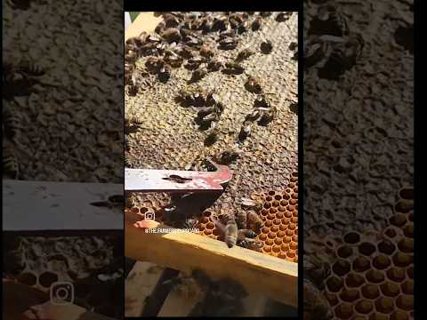 Harvest honey from the backyard hive with us! #shorts #beekeeping