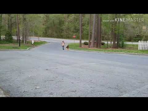 Loose-leash walking techniques: circling and stopping