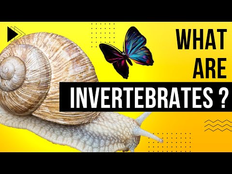 What are INVERTEBRATES? Animals | Insects | Crustacean | Worms | Octopus | Mollusk | Anthropods