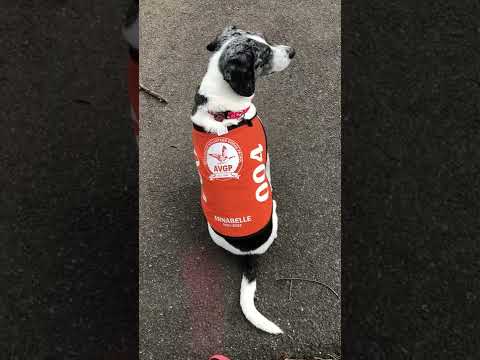 About Us – Allendale Volunteer Goose Patrol