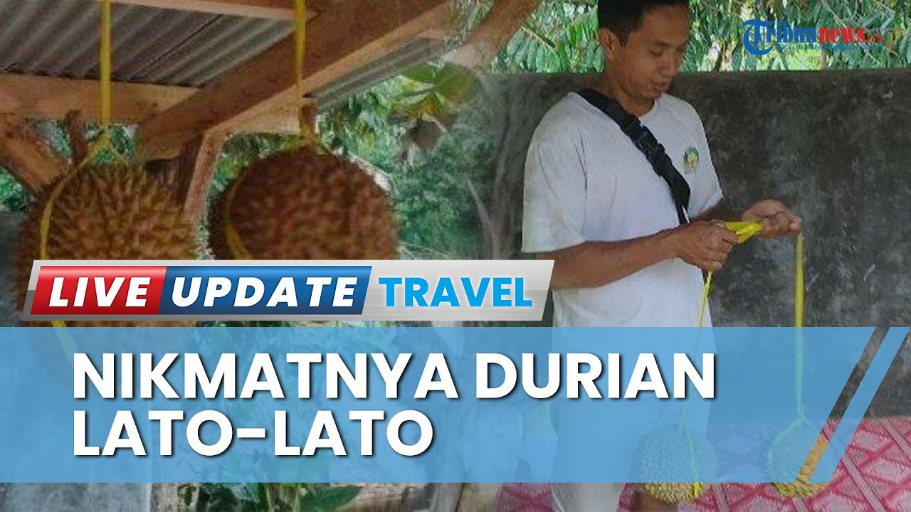 Viral Durian Lato-lato di Majalengka, Tekstur Padat hingga Rasa Manis ...