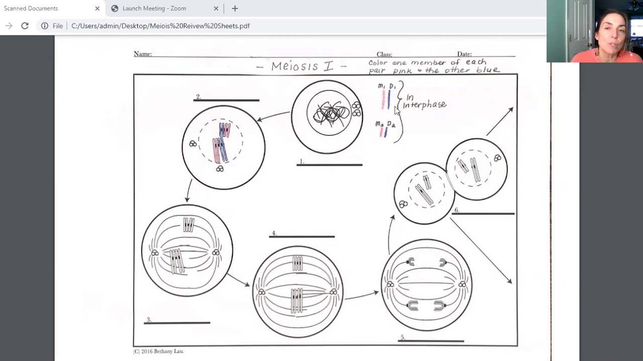 RCHBio  How to Complete Meiosis Worksheet