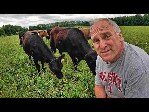 New Calves & the Farmall 856 Gets a Canopy