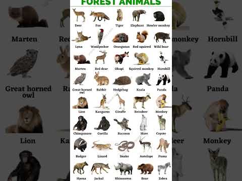 #forest animal's nameπ₯π₯π₯#english #daily #most important meaning #@englishspoken106