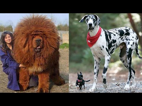 Rasy psa – породы собак по-польски – UCZĘ SIĘ JĘZYKA POLSKIEGO