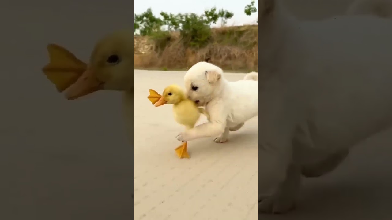 patitos y perro amigos TIERNOS #humor #animals  #viralshorts #viral #viralvideo #viralshort