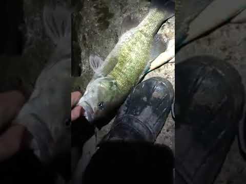 mean mouth bass I was told