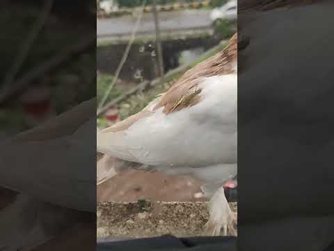 Bird with one leg #can you guess name of bird ?write in comment plz....youtube shorts#motivational