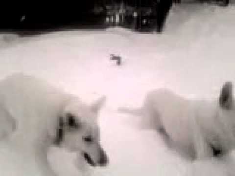 Lola Bounces