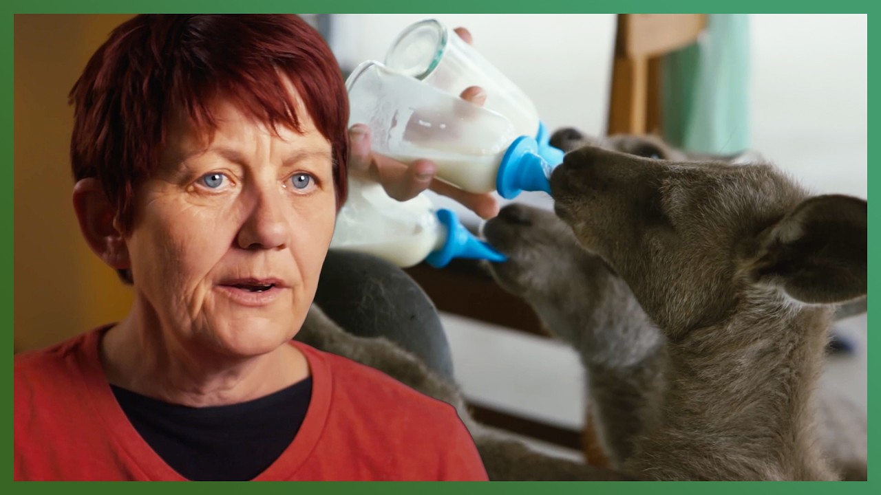 Inside The Most Advanced Kangaroo Sanctuary Ever Built | The Bond
