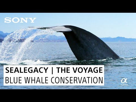 Blue Whale Photography: Iconic Animals & Conservation on SeaLegacy | The Voyage