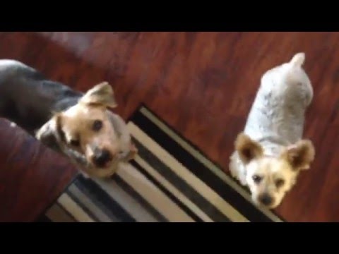 Bubba and Mack Trash Truck Day