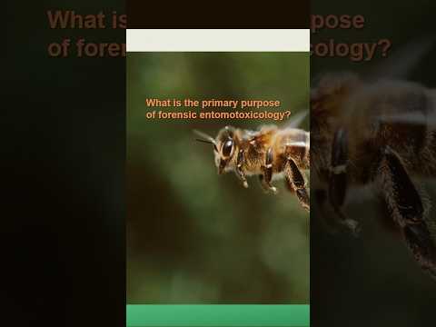 What is the primary purpose of forensic entomotoxicology?