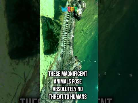 What dangerous looking animal is harmless to us humans #explore #youtubeshorts #shortvideo #shorts