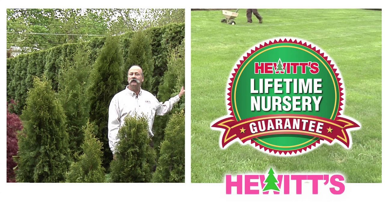 Hewitts Garden Centers Arborvitae Commercial 2015