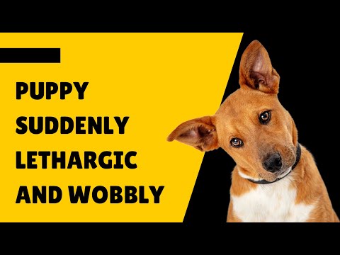 Puppy Suddenly Lethargic And Wobbly