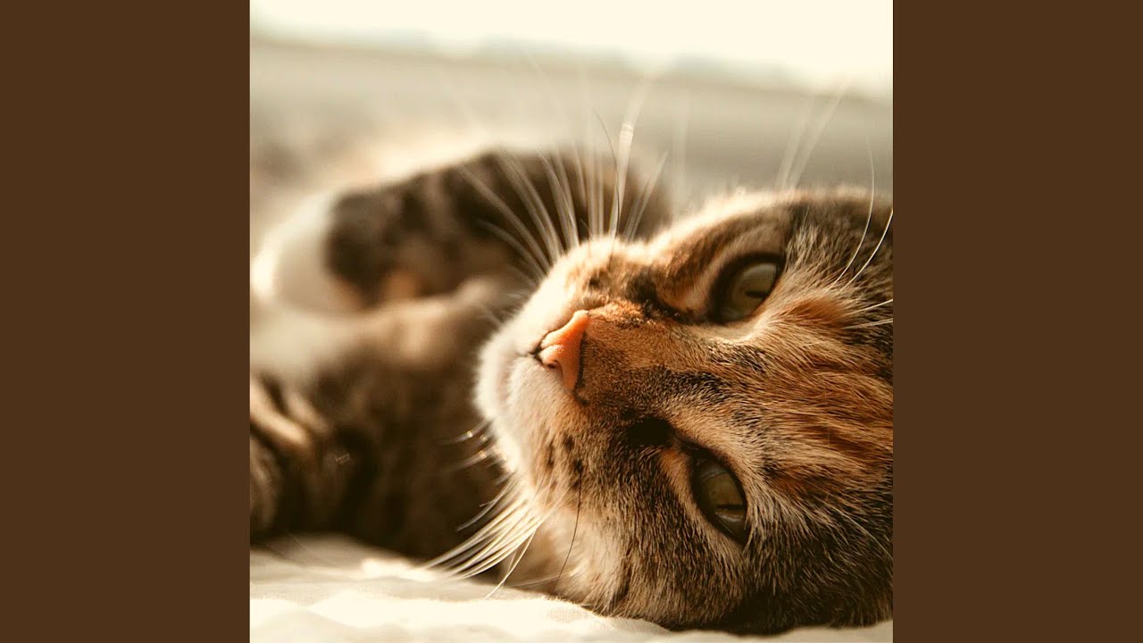 Background for Kittens