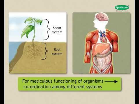 Meaning of Co - ordination (Regulators of Life) : Sundaram Eclass Science concepts (9-10 grade)